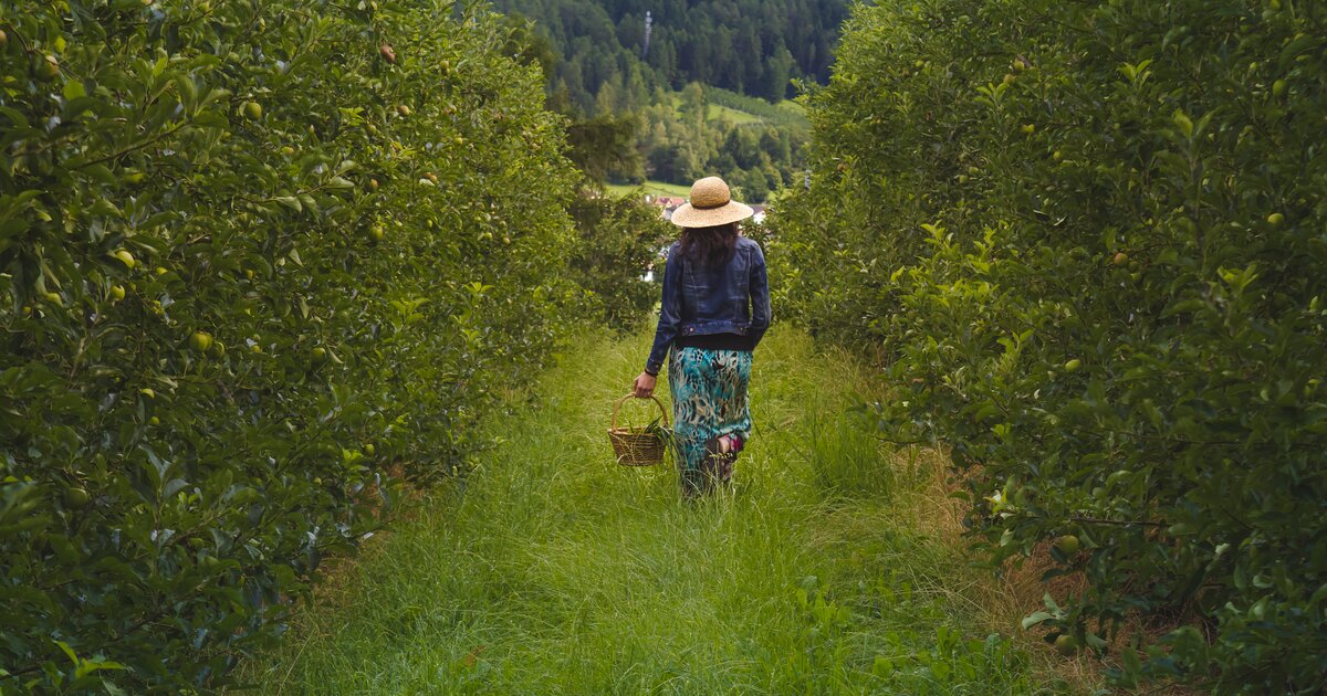 Farming companies in Val di Sole Trentino